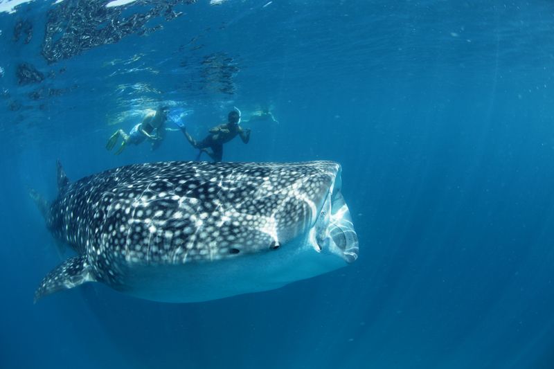 Les plus beaux spots de plongée aux Maldives