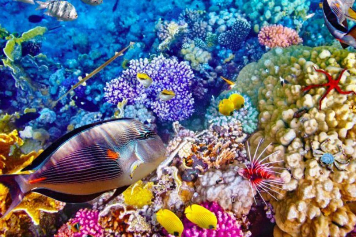 Les plus beaux spots de plongée aux Maldives